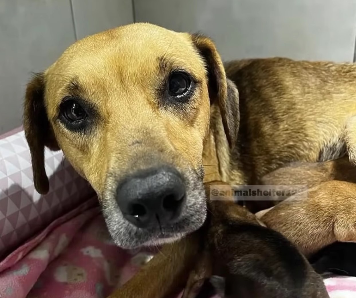 Unbelievable Rescue: Tears and Triumph in the Tale of a Mother Dog and ...