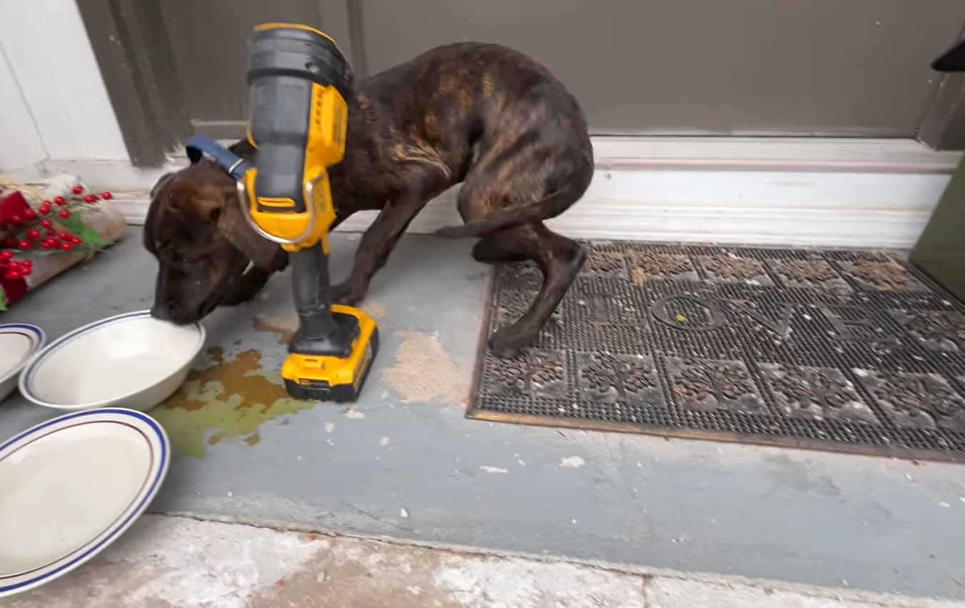Unexpected Visitor: The Tiny Pup Who Found Warmth in a Cat's Home