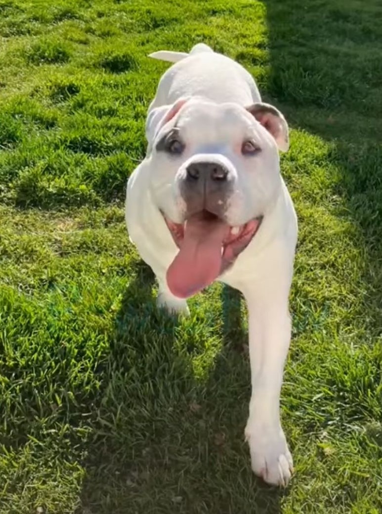 Vets' Bold Decision Saves Blind Puppy from Certain Death