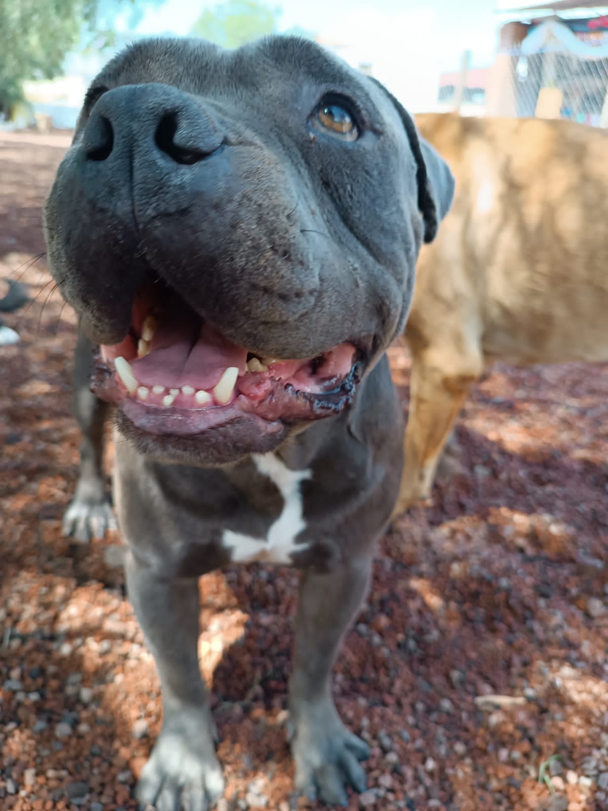 Why This Little Boy Left His Best Friend Outside a Shelter Will Break ...