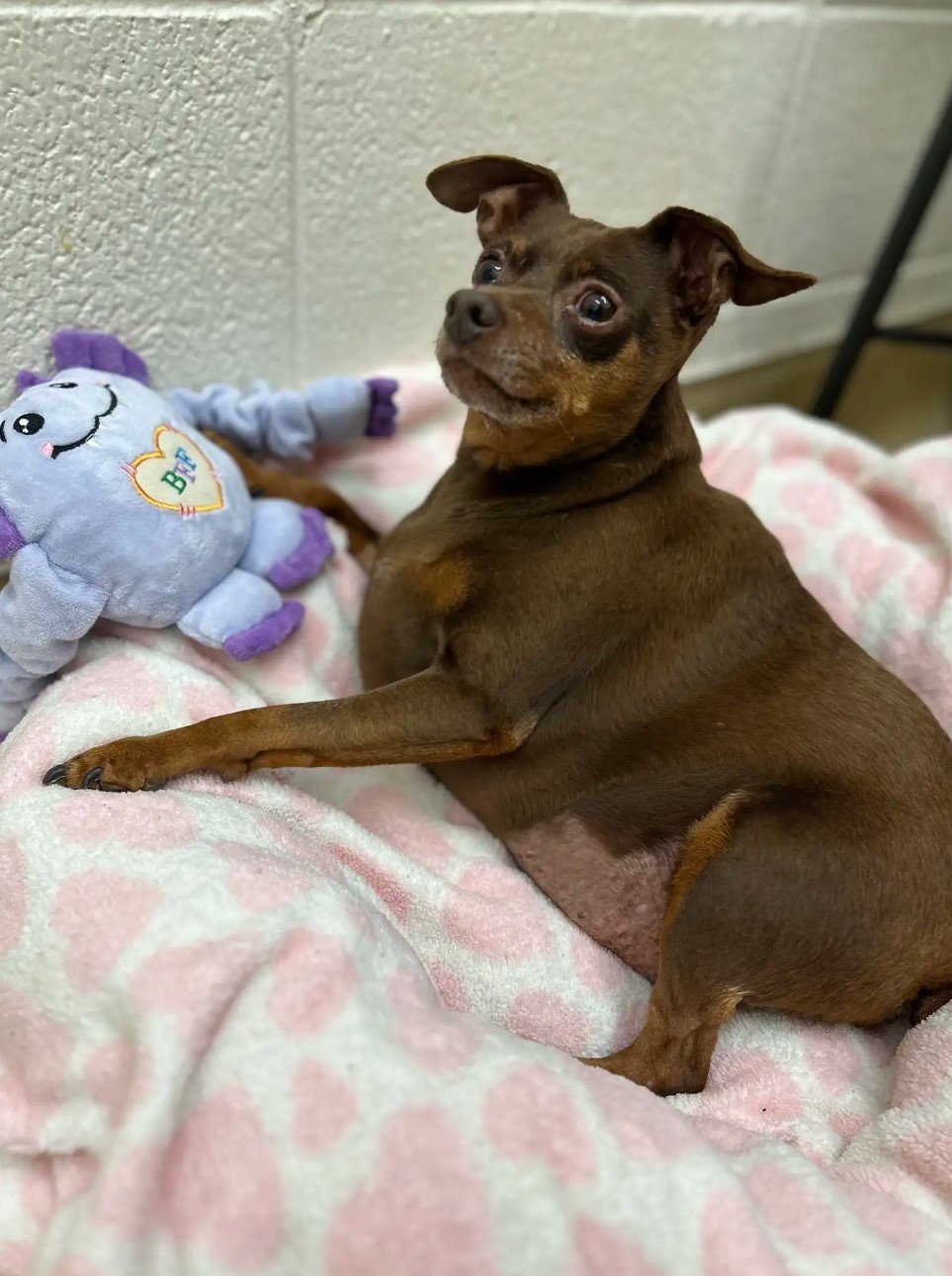 A Chubby Pup's Journey: From Overweight to Overjoyed