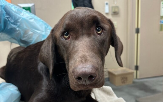A Desperate Dog's Last Hope: The Unbelievable Rescue That Changed ...