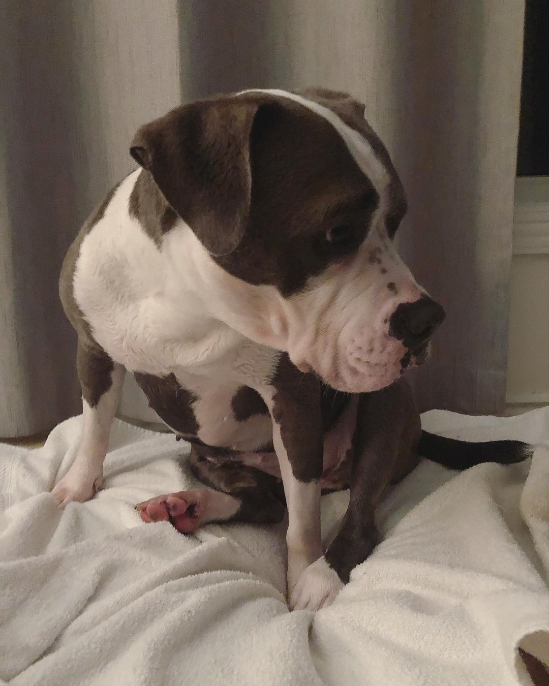 A Dog's Desperate Cry for Help Led to an Unbelievable Twist of Fate