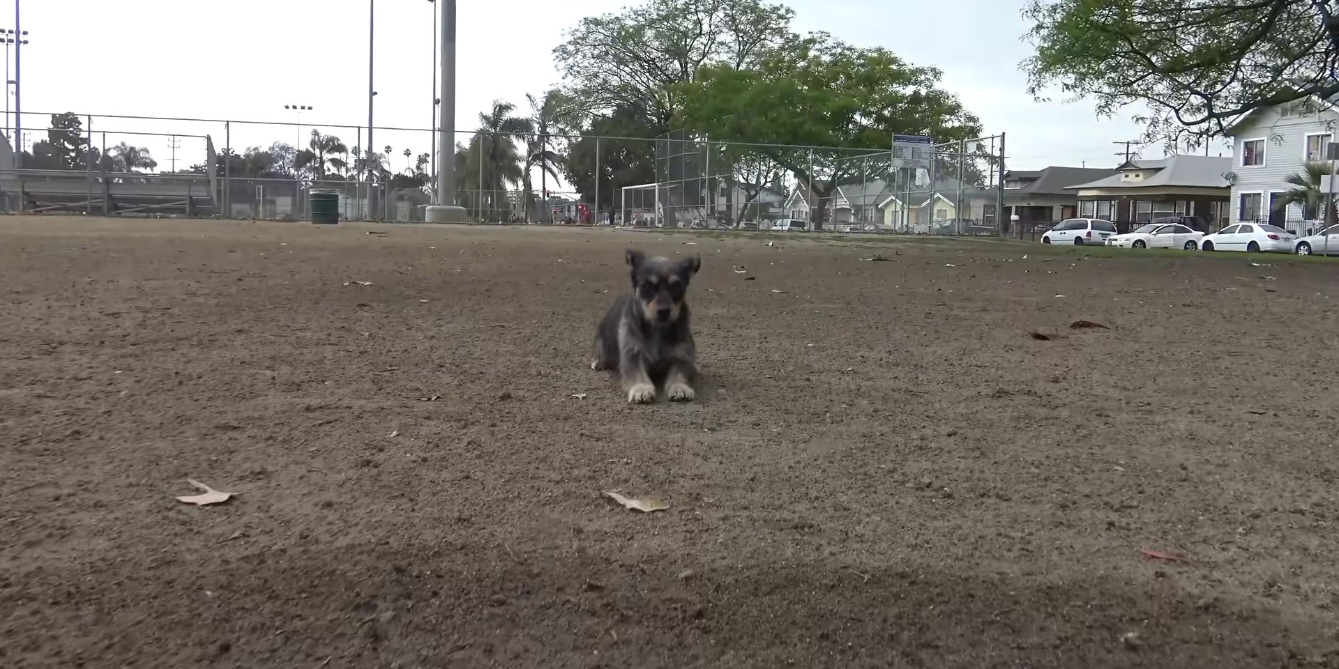 A Homeless Dog's Journey from Fear to Unconditional Love