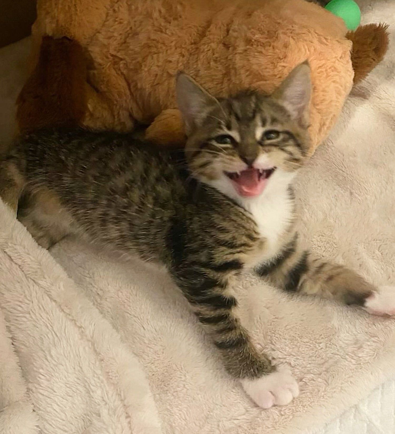A Kitten's Courage Transforms Her Family's Fate and Warms Hearts Everywhere