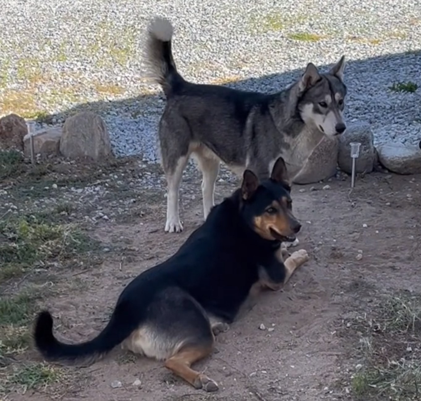 A Mysterious Encounter in the Yard Leads to an Unexpected Friendship