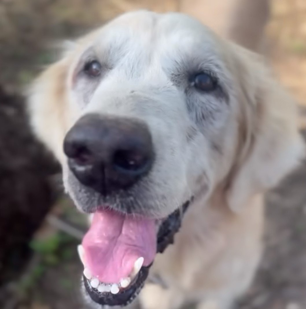A Stray Dog's Miraculous Journey: From Despair to Joy and an ...