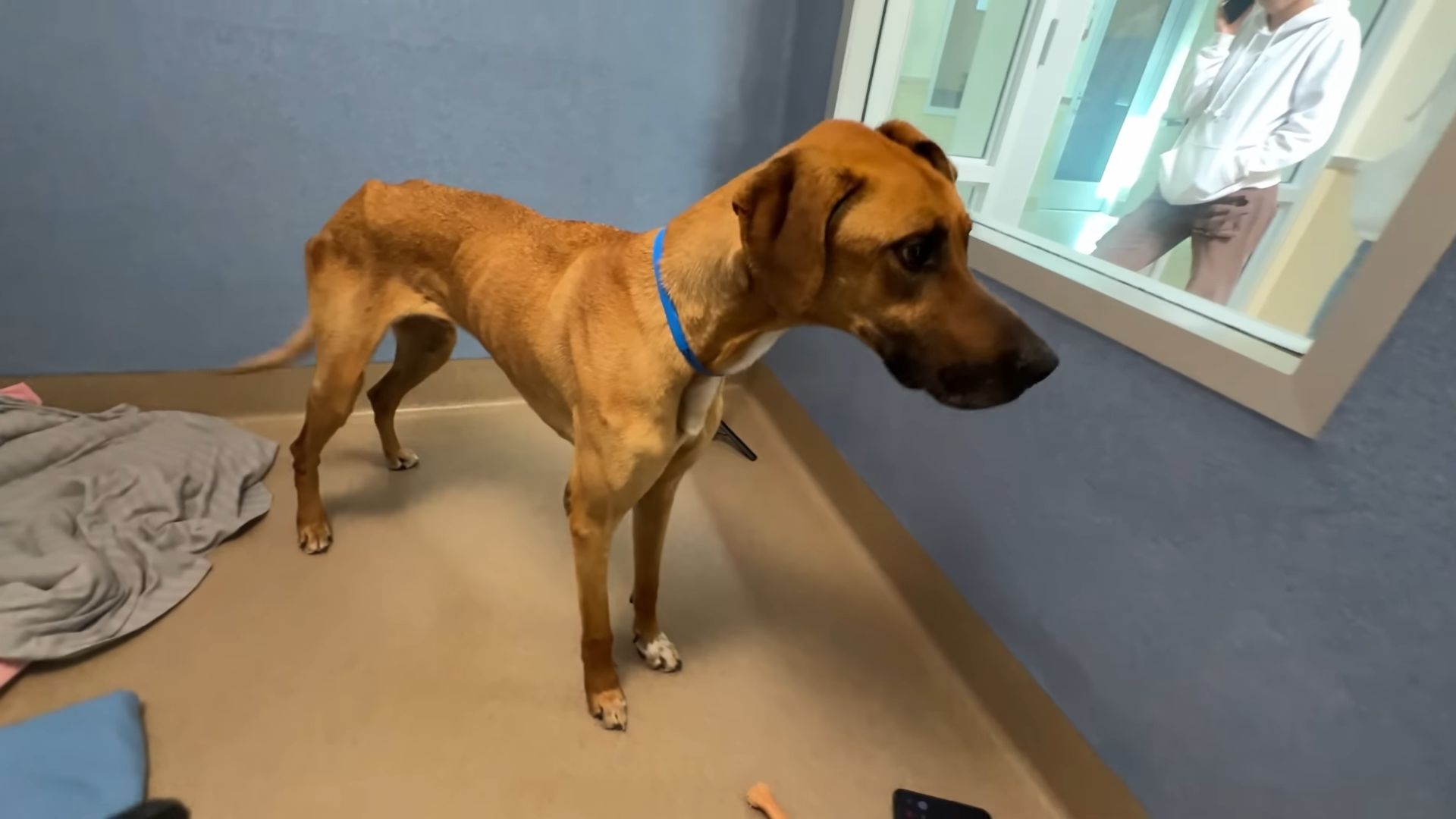 Abandoned Great Dane's Remarkable Transformation Will Tug at Your ...