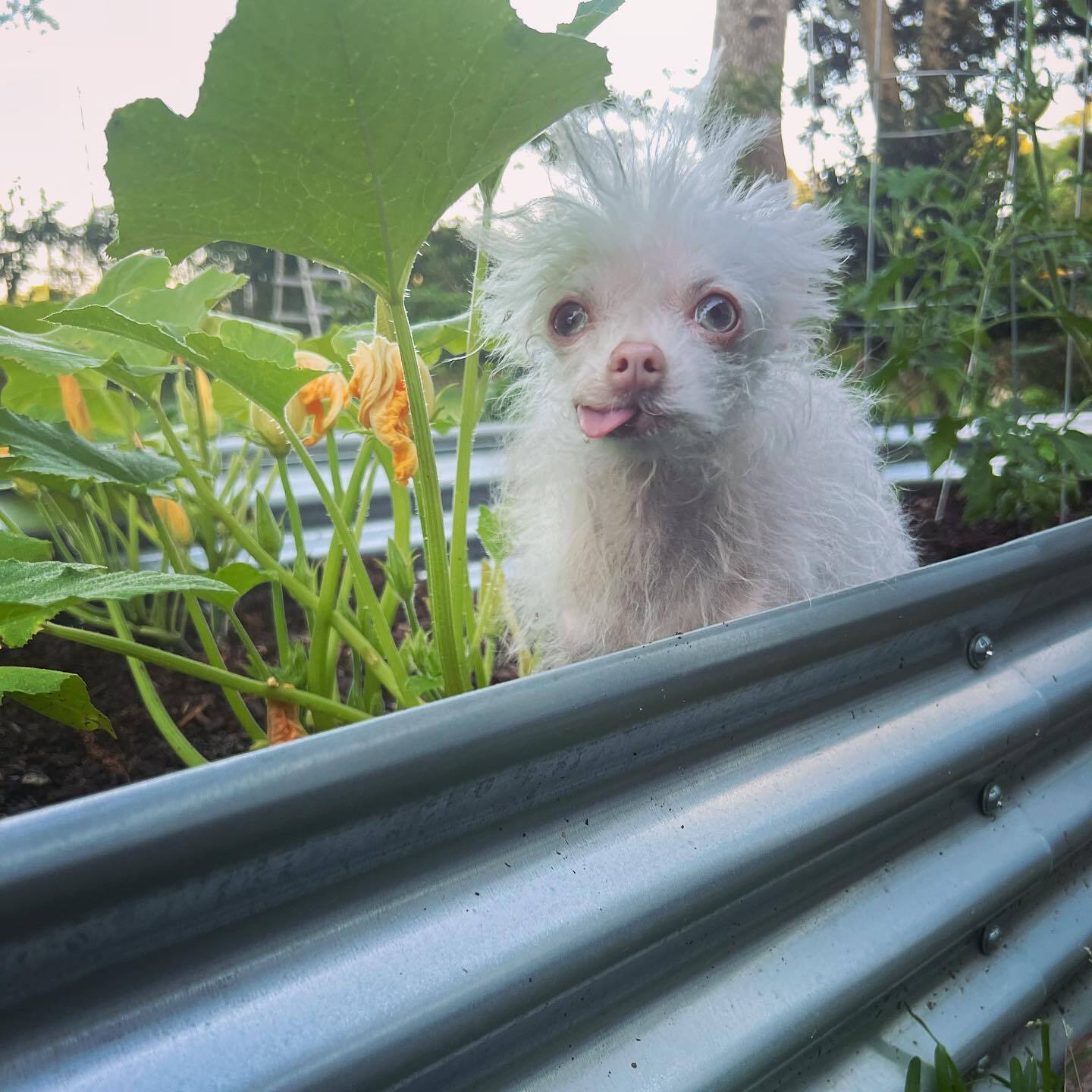 An Unusual Chihuahua: The Heartfelt Journey That Will Tug at Your Emotions