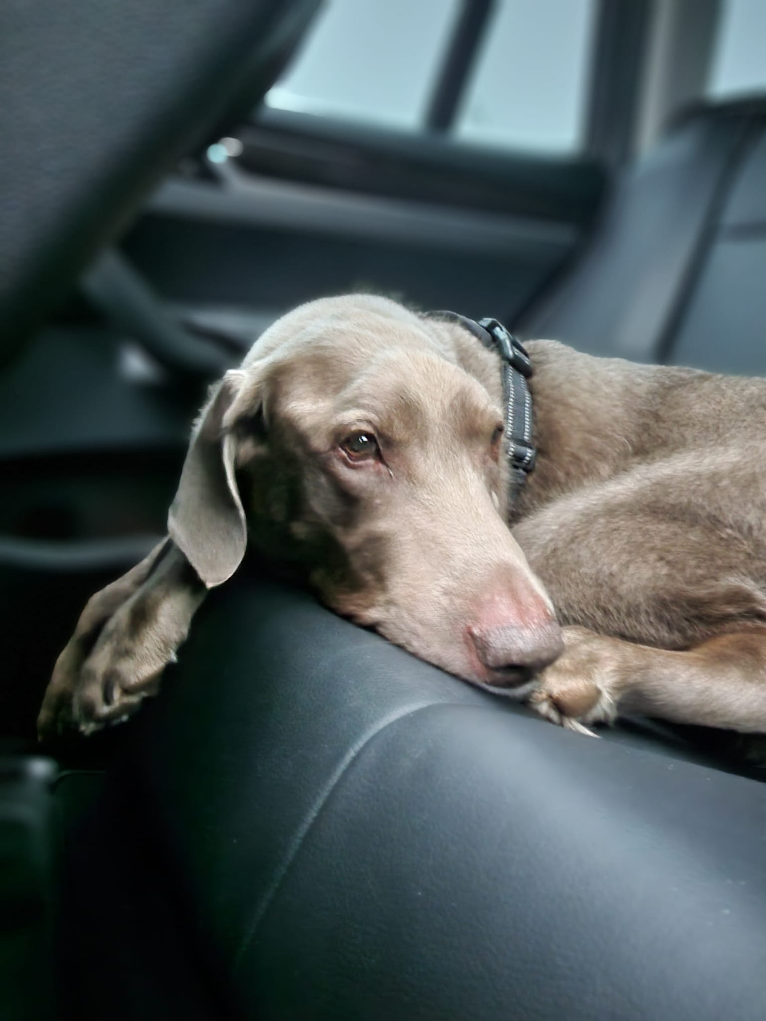 Astonishing Recovery: Paralyzed Dog Walks Again After Miraculous Treatment