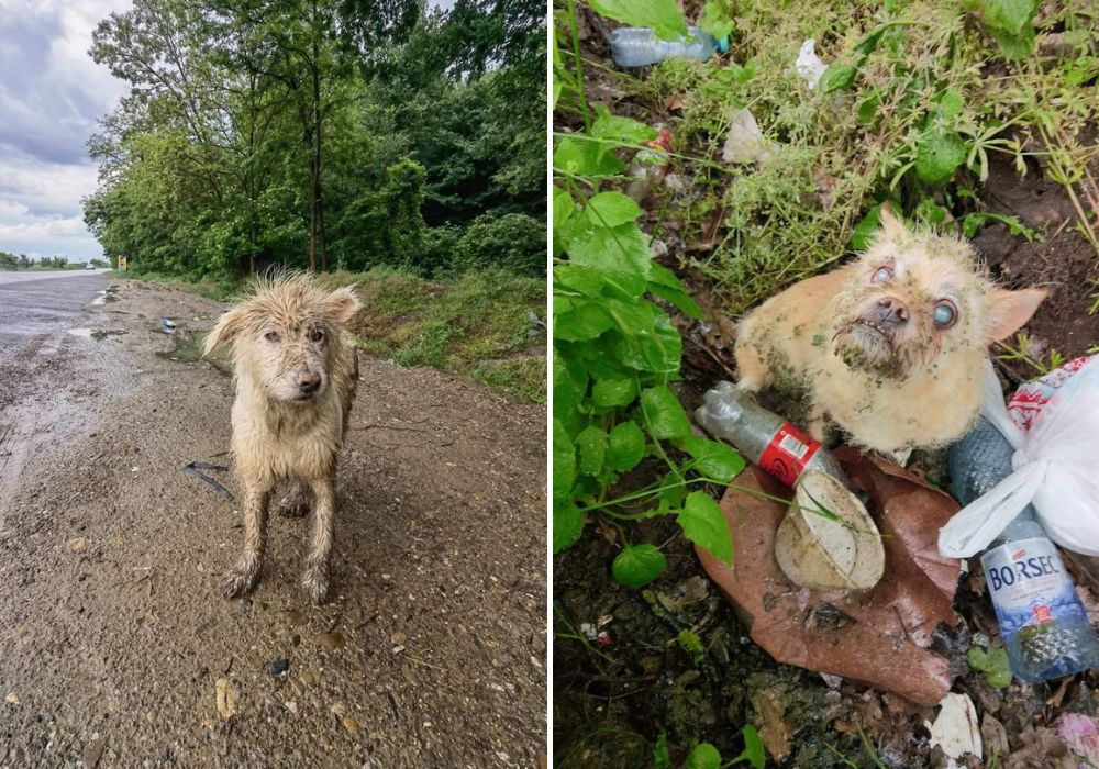 Blind Dog's Guardian Angel: The Tale of Two Stray Friends