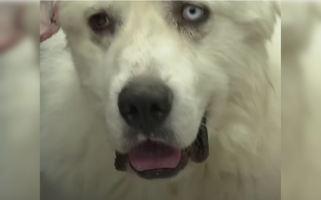 Brave Herd Dog's Epic Battle Against Coyotes to Save His Flock