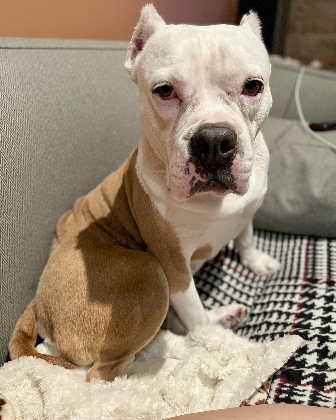 From Despair to Joy: The Unbelievable Transformation of an Abandoned Dog