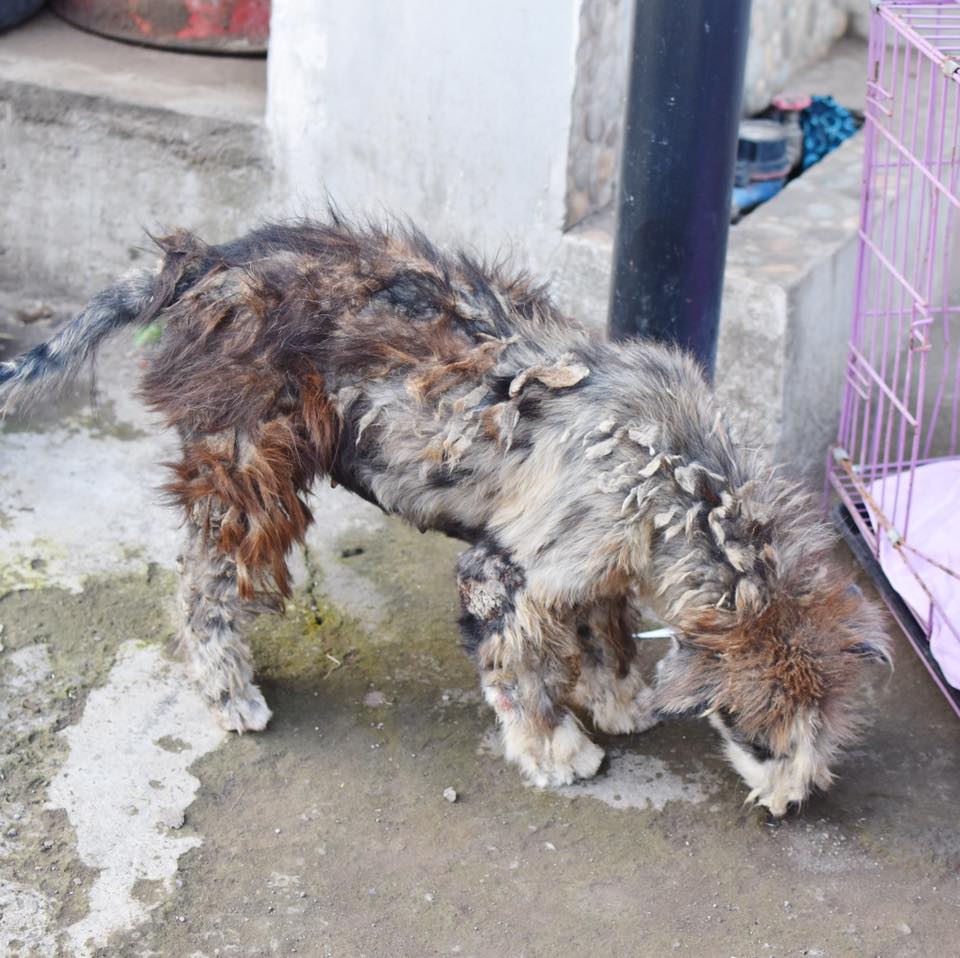 From Hopeless to Happy: You Won't Believe This Dog's Transformation