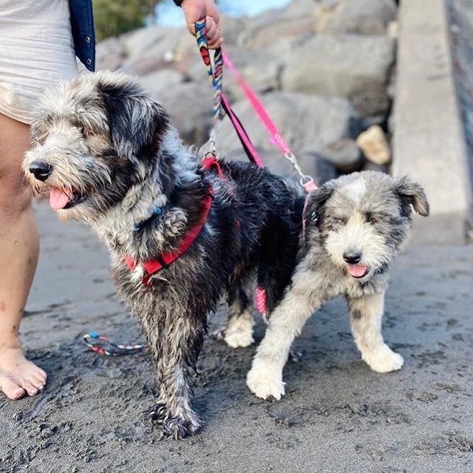From Hopeless to Happy: You Won't Believe This Dog's Transformation