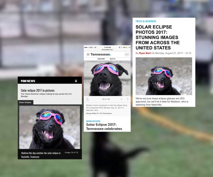From Loneliness to Stardom: How a Special Dog Found Friendship and Fame