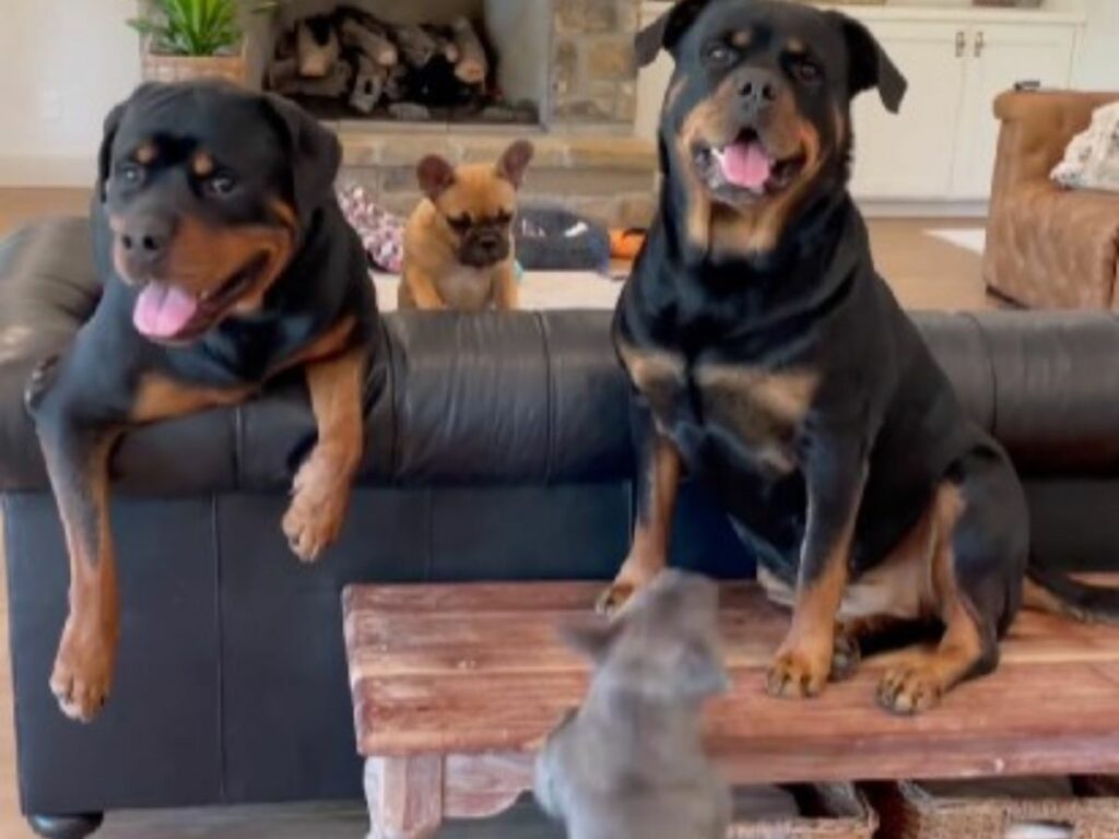 Giant Rottweiler's Unexpected Reaction to Tiny New Sibling Will Leave ...