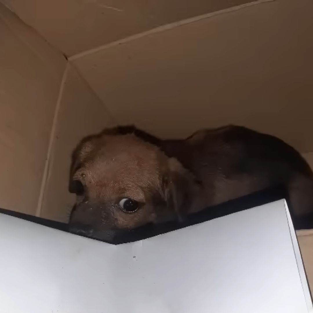 Rescuers Find Desperate Pup on the Brink of Death, What Happens Next ...