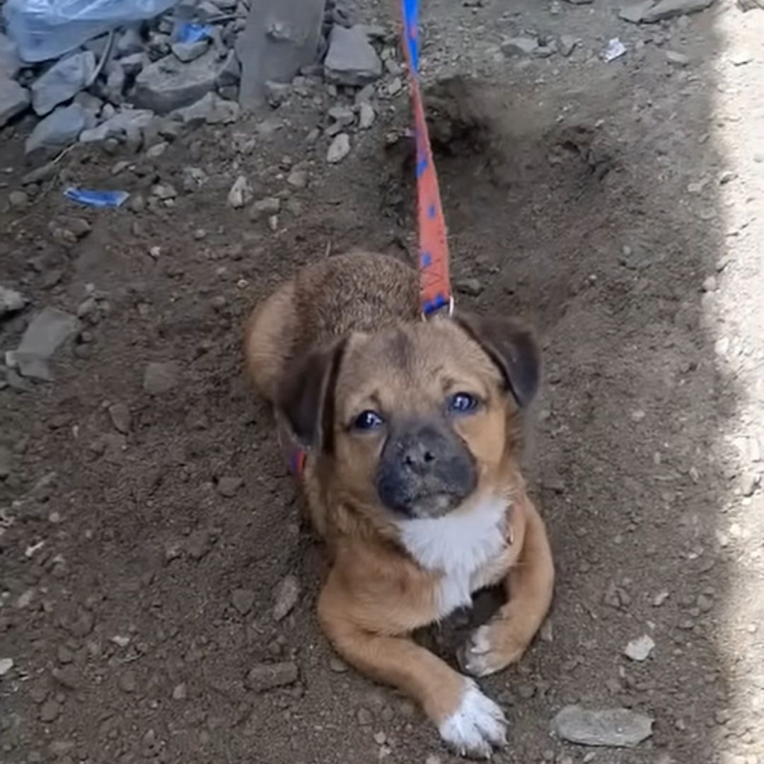 Rescuers Find Desperate Pup on the Brink of Death, What Happens Next ...