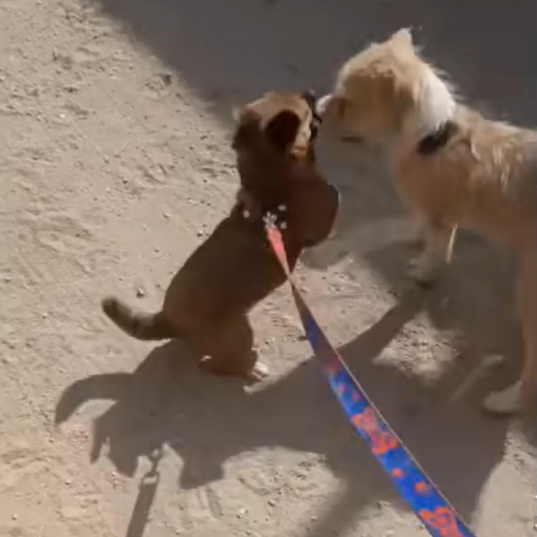Rescuers Find Desperate Pup on the Brink of Death, What Happens Next ...