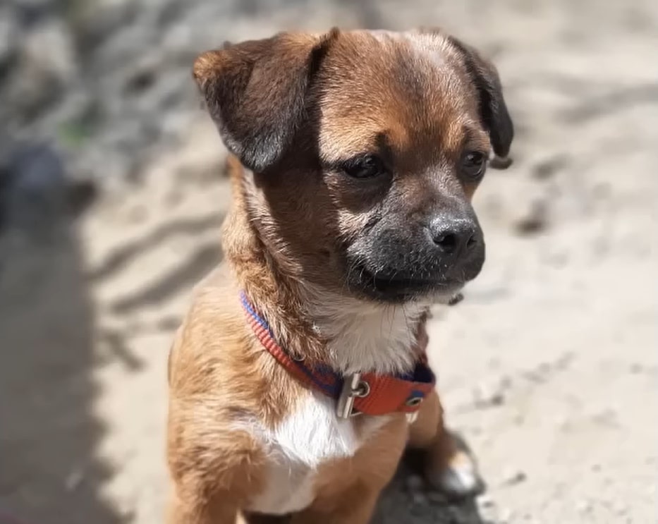 Rescuers Find Desperate Pup on the Brink of Death, What Happens Next ...