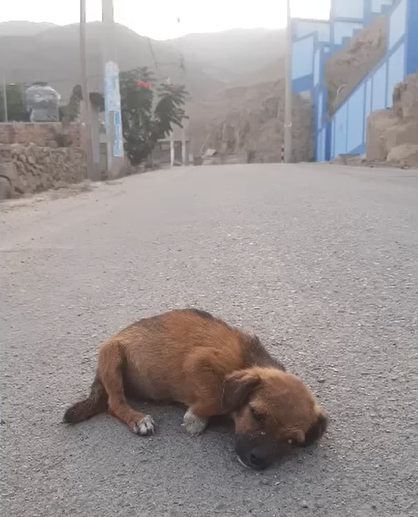 Rescuers Find Desperate Pup on the Brink of Death, What Happens Next ...