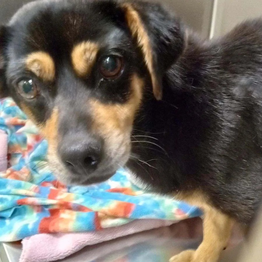 Reunited with Their Lost Pup, Family Discovers a Heart-Melting Surprise
