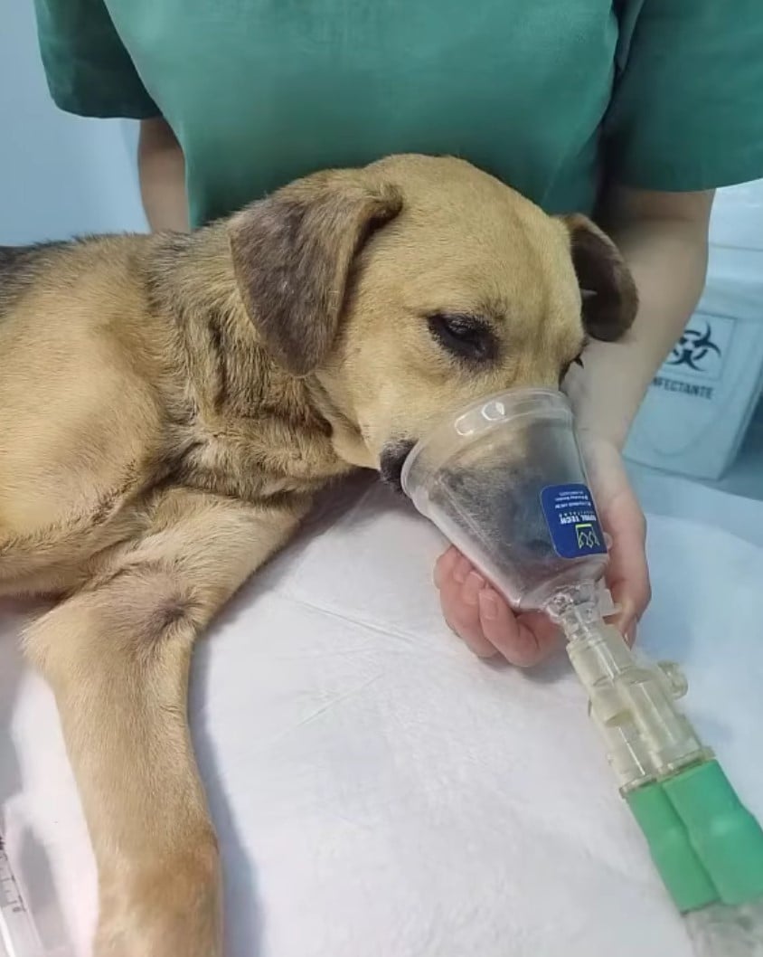 The Heart-Wrenching Tale of a Grieving Mama Dog's Fight for Survival