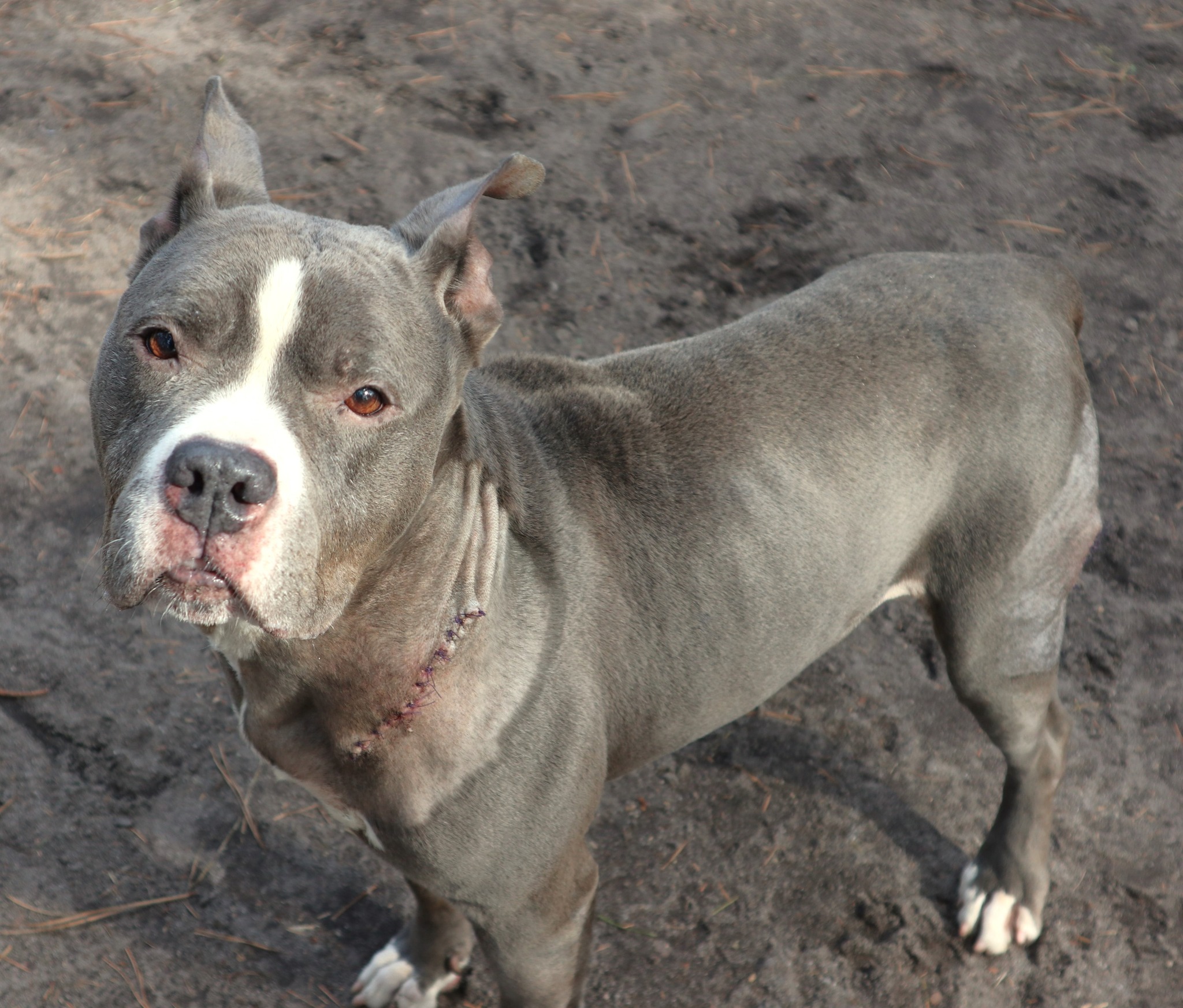 The Heartfelt Journey of a Dog Left Behind: A Tale of Resilience and Hope