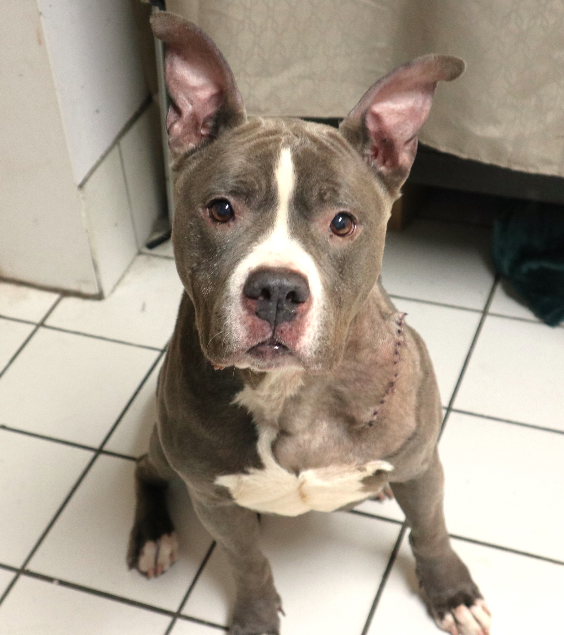 The Heartfelt Journey of a Dog Left Behind: A Tale of Resilience and Hope