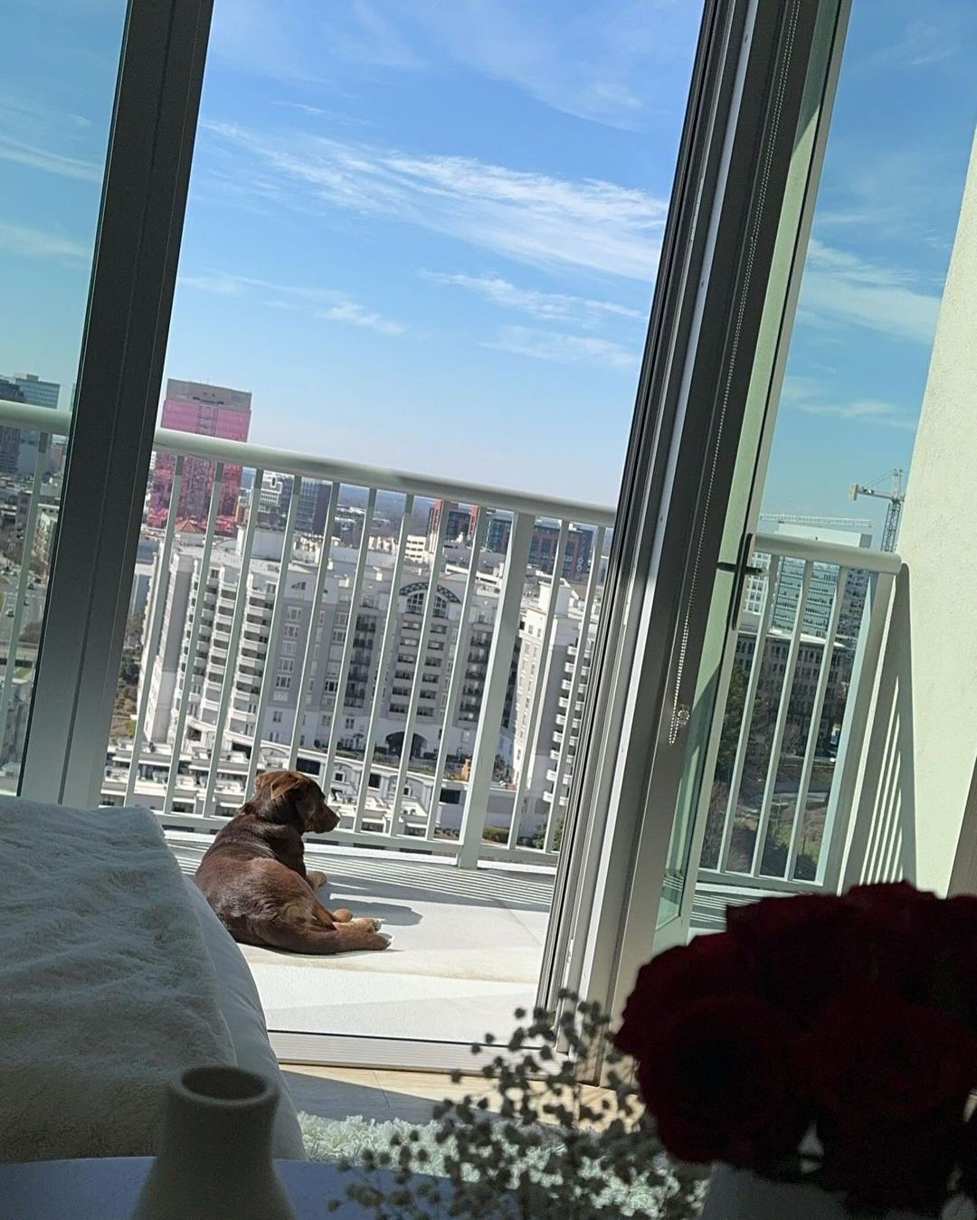 Unexpected Bond: Volunteer Finds Her Forever Friend in the Most ...