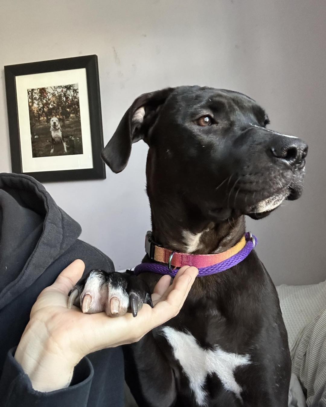 A Foster Mom’s Astonishing Discovery: Her Rescue Dog’s Unexpected Trait