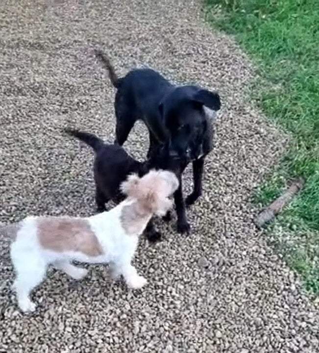 A Heartfelt Tale of Survival: Abandoned Mama Dog and Her Pup's ...