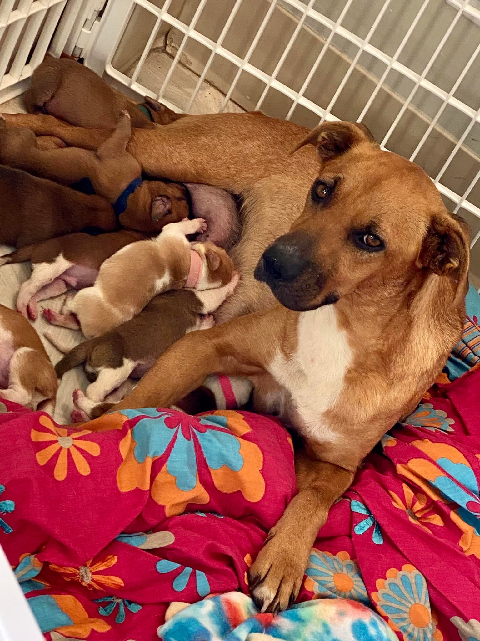 A Journey From Fear to Trust: Mama Dog and Her 14 Pups' Heartfelt ...