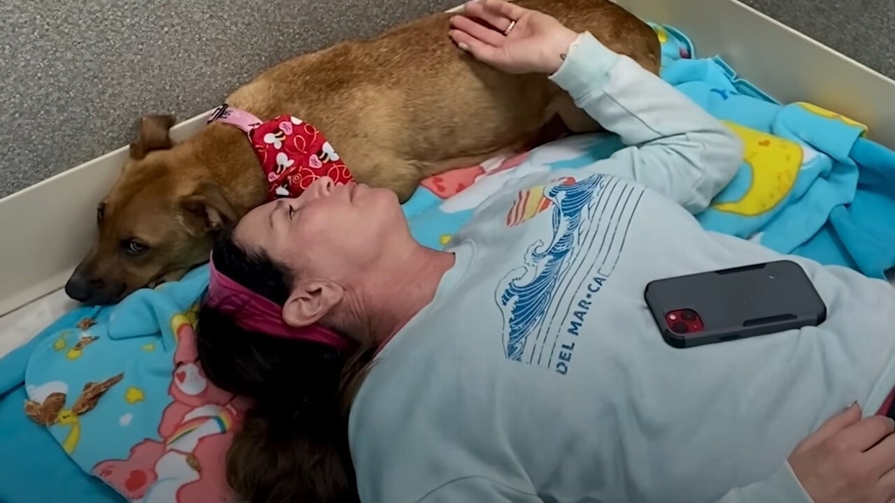 A Journey From Fear to Trust: Mama Dog and Her 14 Pups' Heartfelt ...
