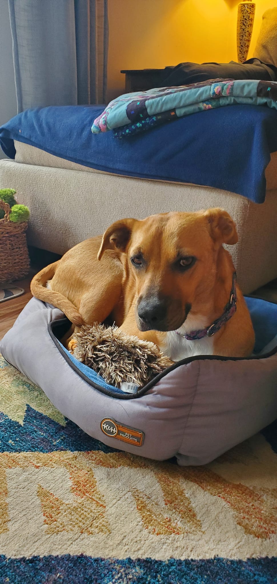 A Journey From Fear to Trust: Mama Dog and Her 14 Pups' Heartfelt ...