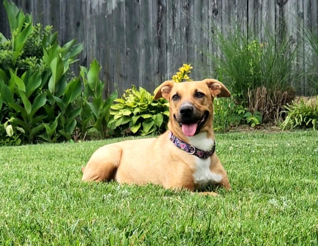 A Journey From Fear to Trust: Mama Dog and Her 14 Pups' Heartfelt ...