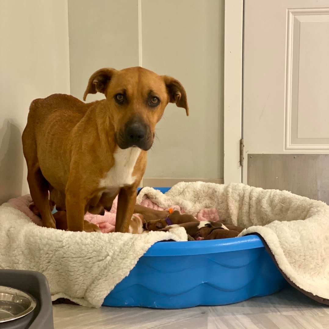 A Journey From Fear to Trust: Mama Dog and Her 14 Pups' Heartfelt ...