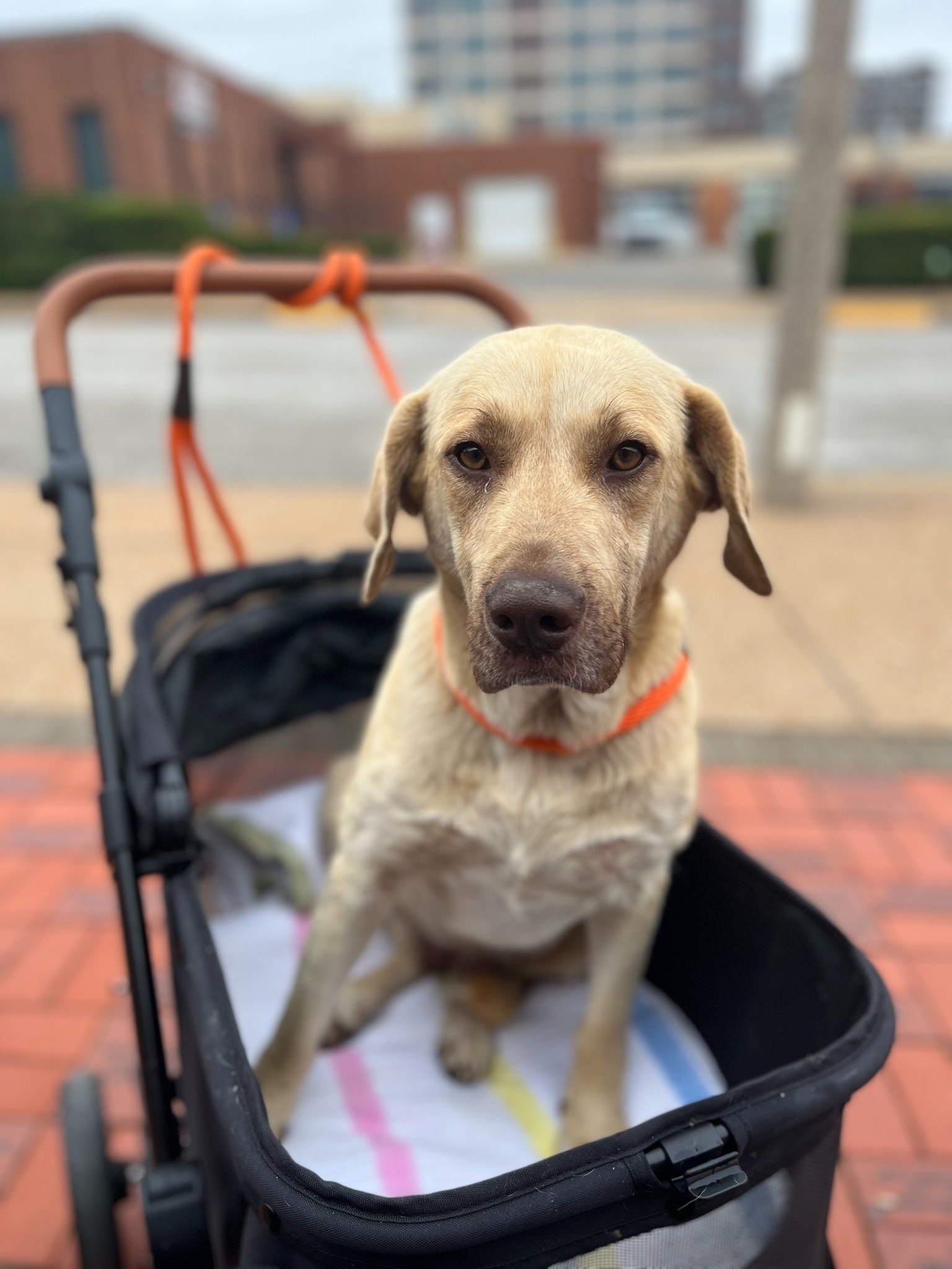 A Rescuer's Heartbreak: Discovering a Dog's Two-Day Ordeal in a Ditch