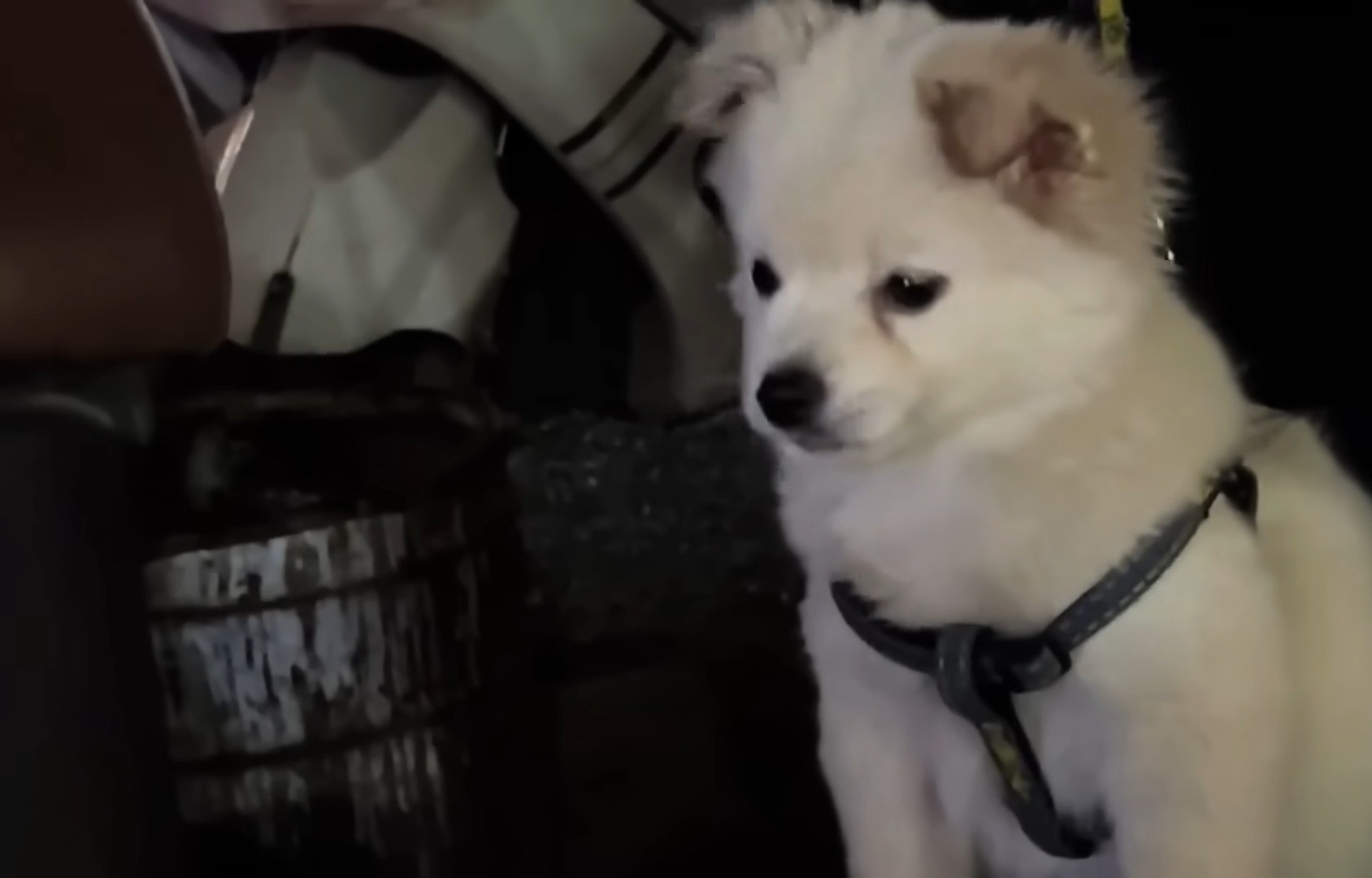 A Scared Puppy Finds Hope Under a Car: A Tale of Unexpected Kindness