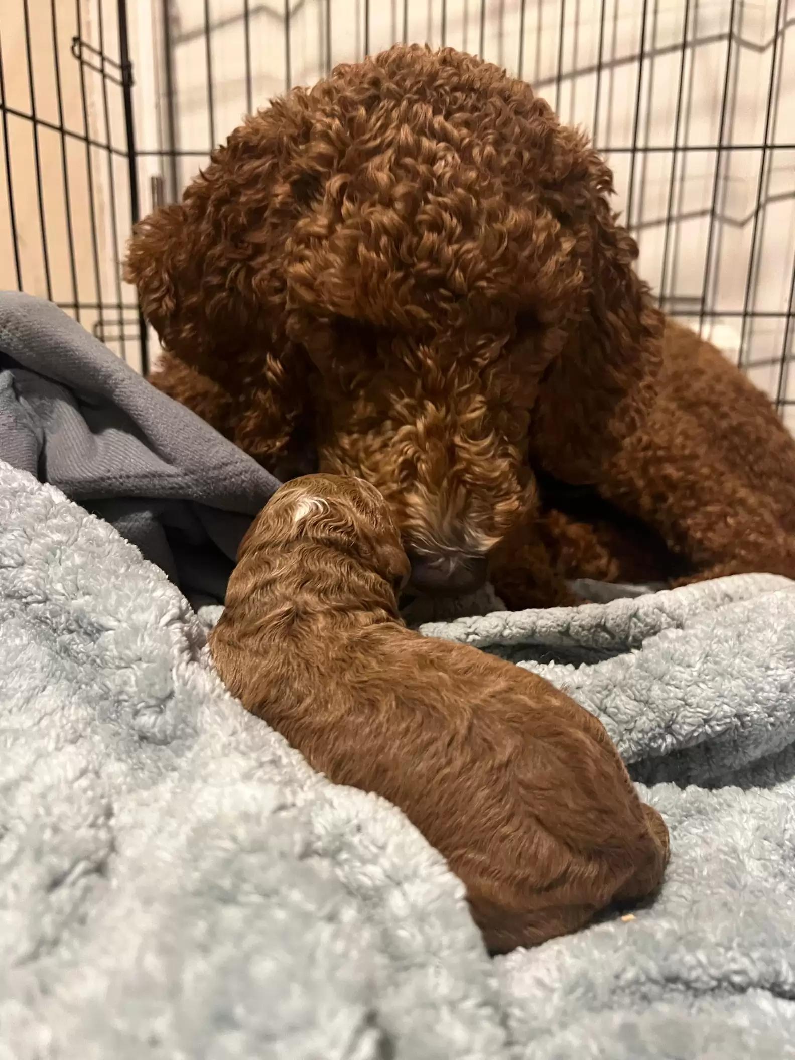A Sweet Foster Dog's Wake-Up Call Leads to an Unforgettable Surprise