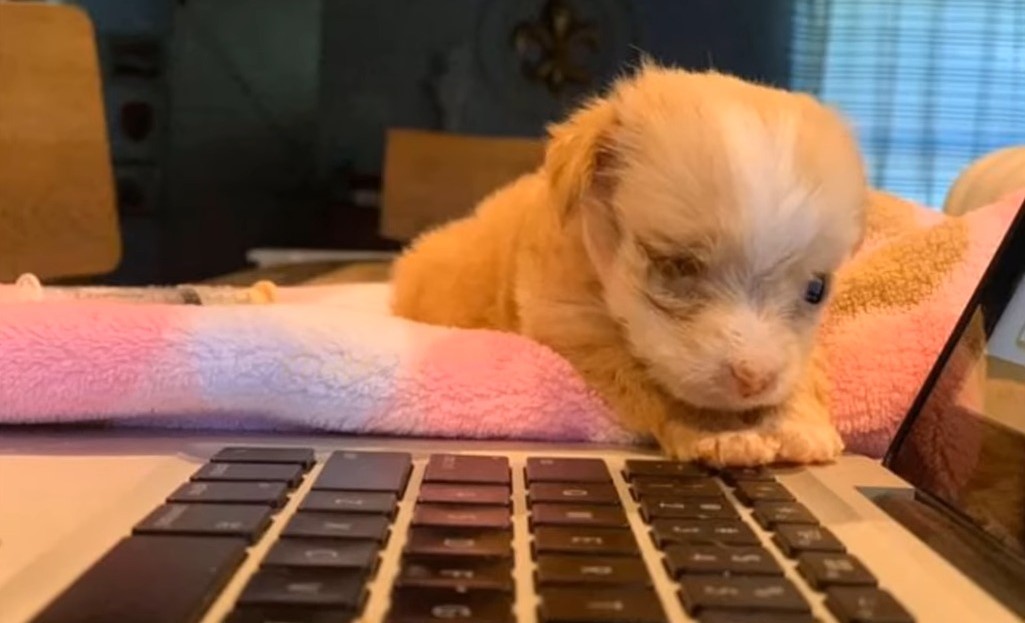A Tiny Puppy Faces Rejection but Finds an Unlikely Hero