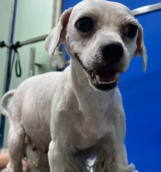 A Tiny Stray Dog's Plea Leads to an Astonishing Revelation