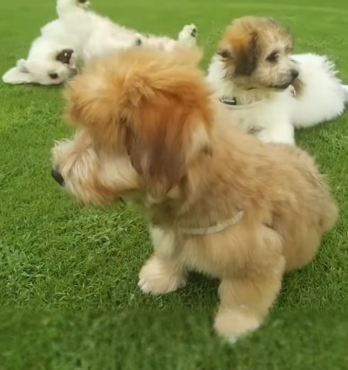 A Tiny Stray Dog's Plea Leads to an Astonishing Revelation
