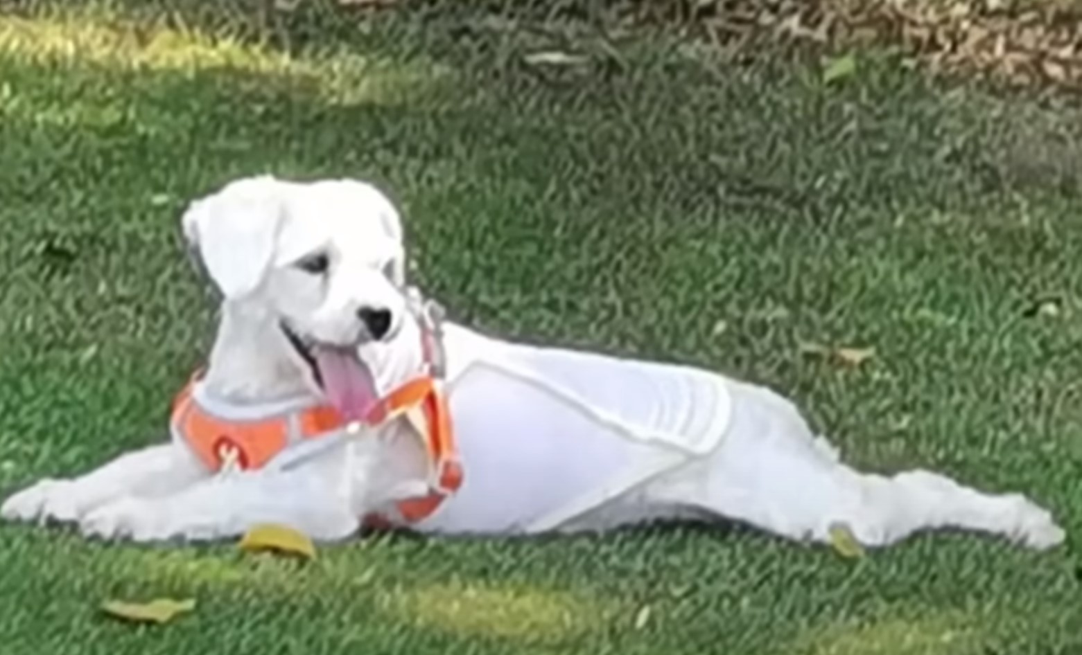 A Tiny Stray Dog's Plea Leads to an Astonishing Revelation