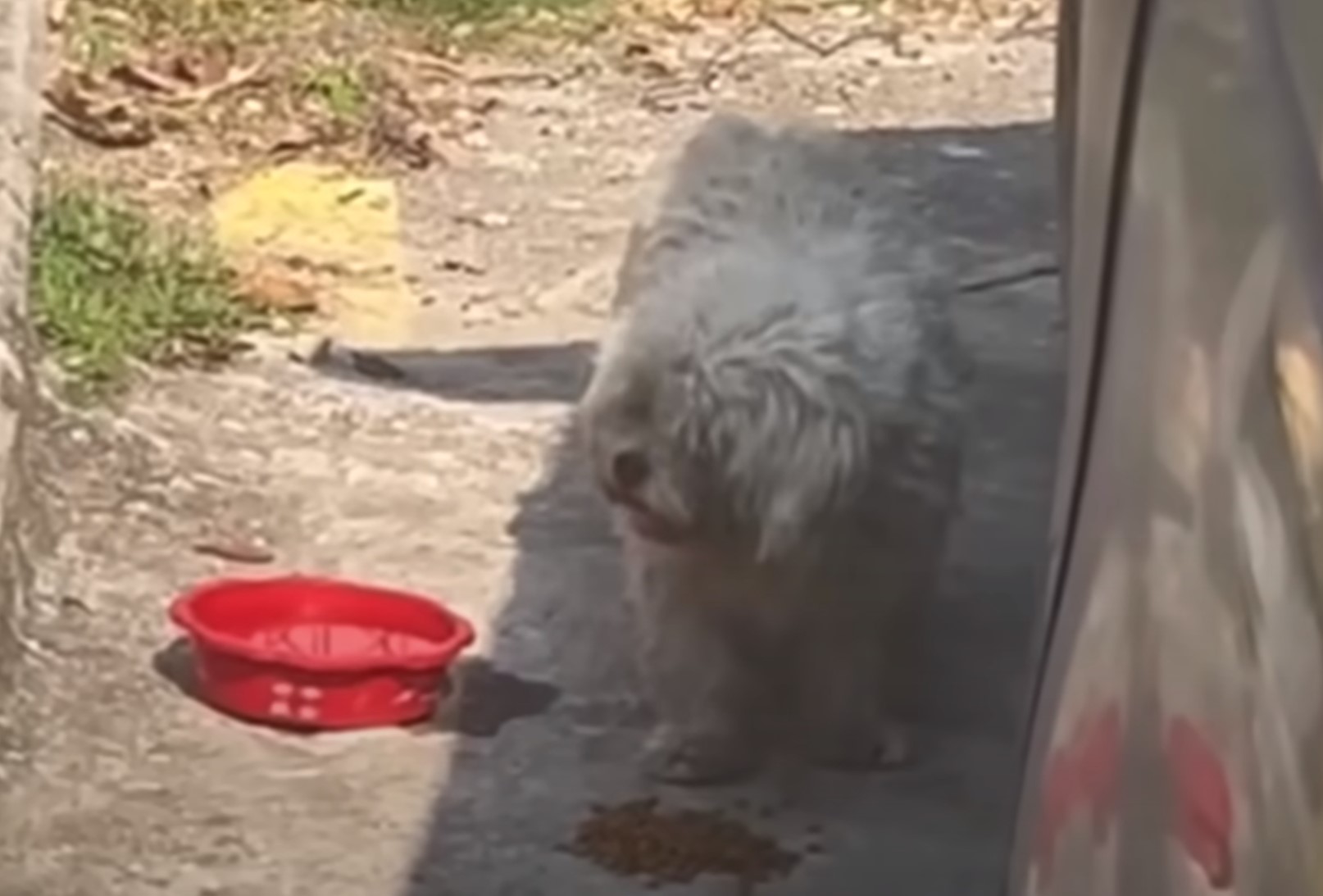 A Tiny Stray Dog's Plea Leads to an Astonishing Revelation