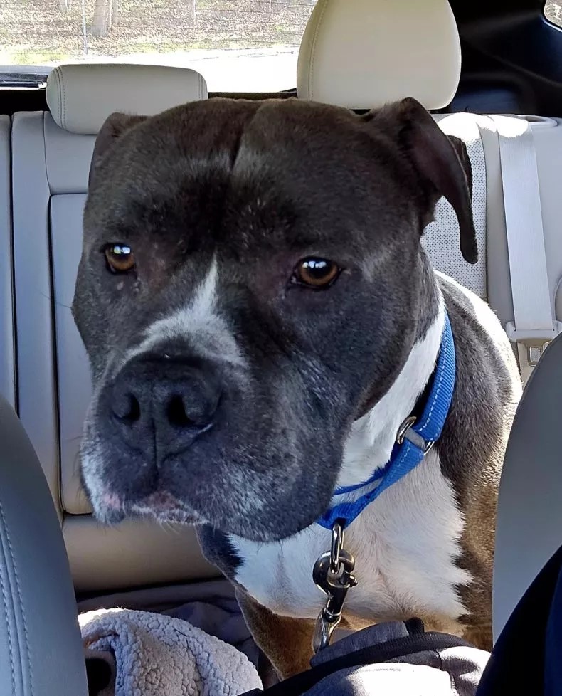 After 9 Years of Love, This Dog Faces Heartbreak: Discover His Story