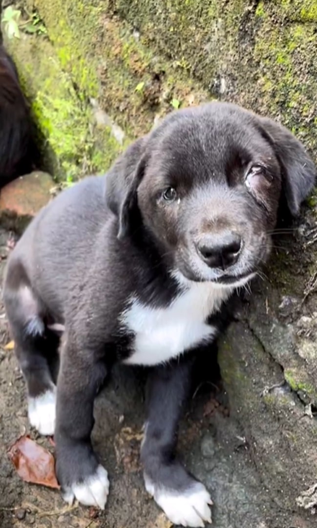 From Despair to Joy: The Miraculous Journey of a Deaf Dog and Her Blind ...