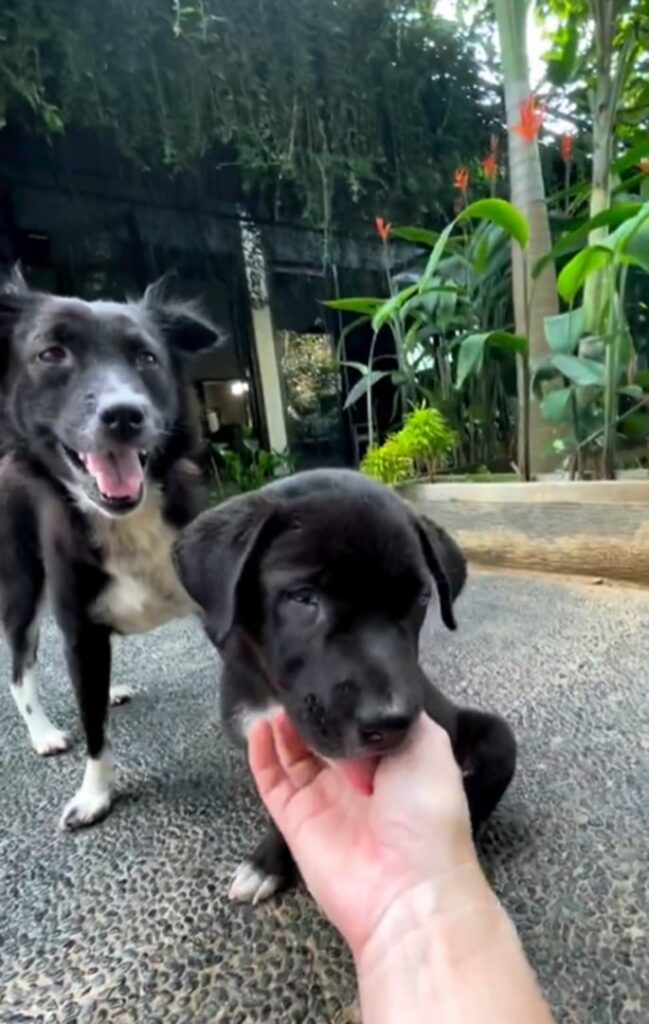 From Despair to Joy: The Miraculous Journey of a Deaf Dog and Her Blind ...