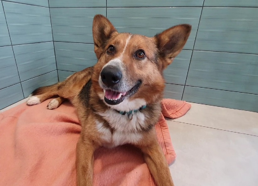 Heart-Touching Journey of a Neglected Dog Will Leave You Speechless